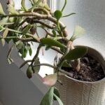 Litopia – The Net's Oldest Writers' Colony